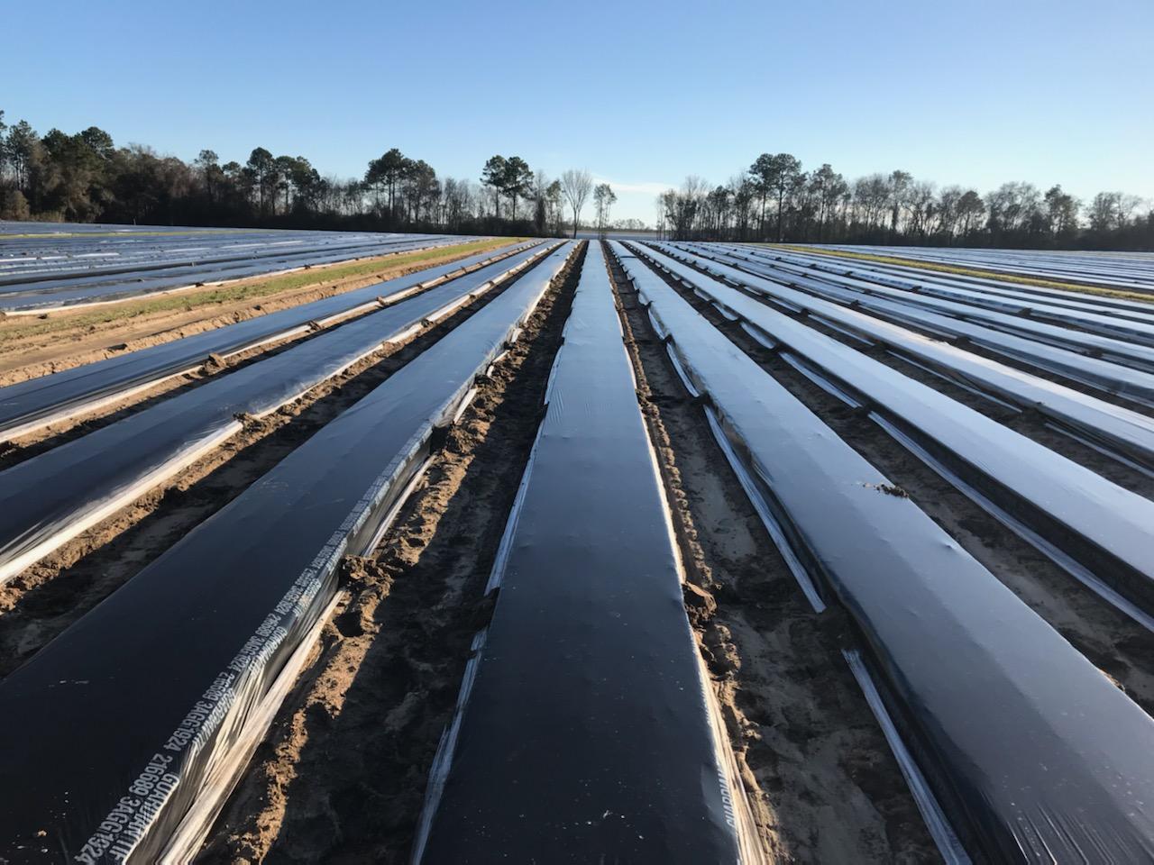 Home - Bell Irrigation